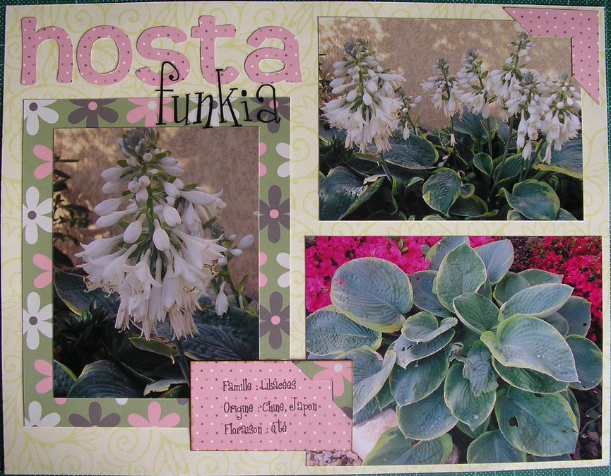 hosta | Forum Le monde du Scrap
