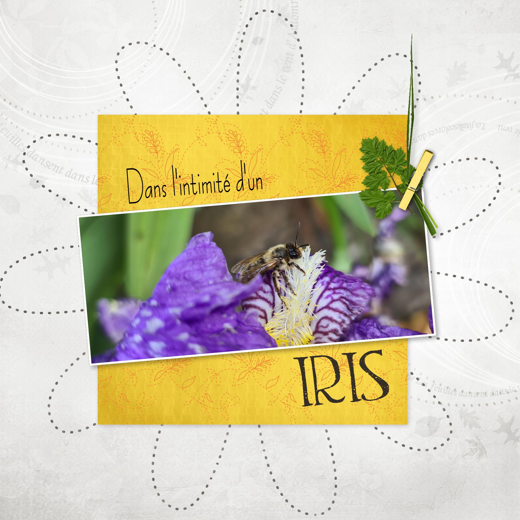 iris.jpg | Forum Le monde du Scrap