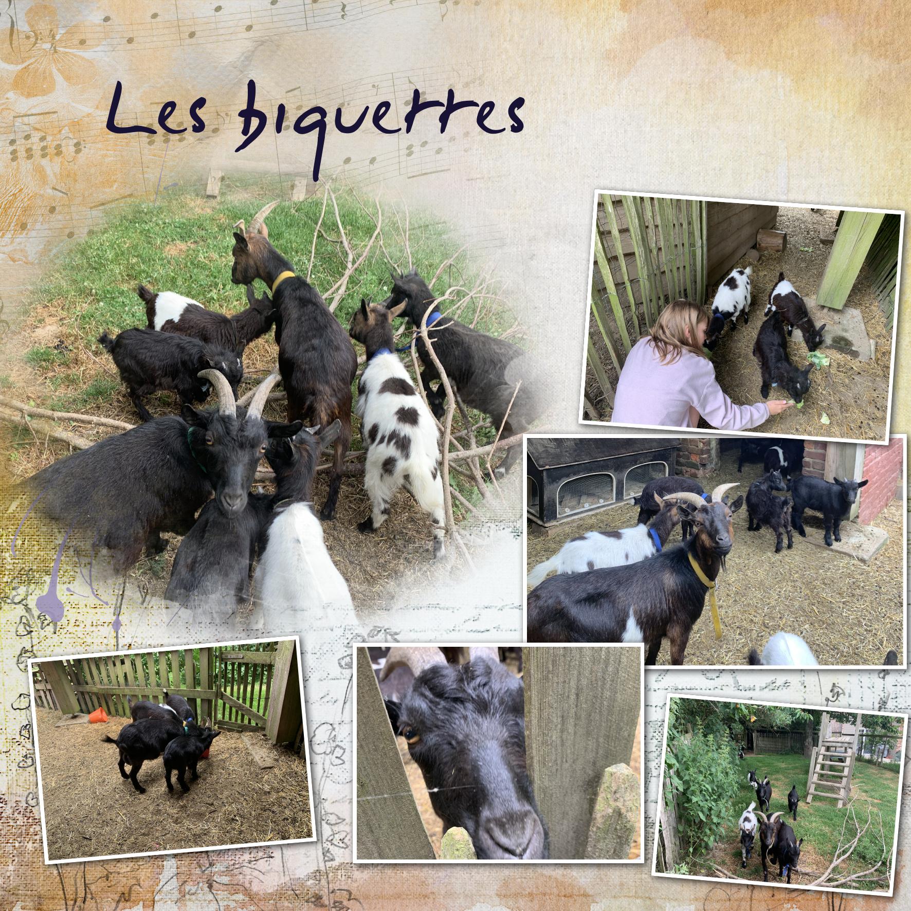 les biquettes.jpg | Forum Le monde du Scrap