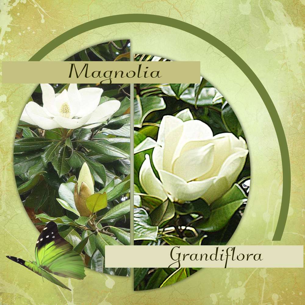 Magnolia grandiflora 2 | Forum Le monde du Scrap