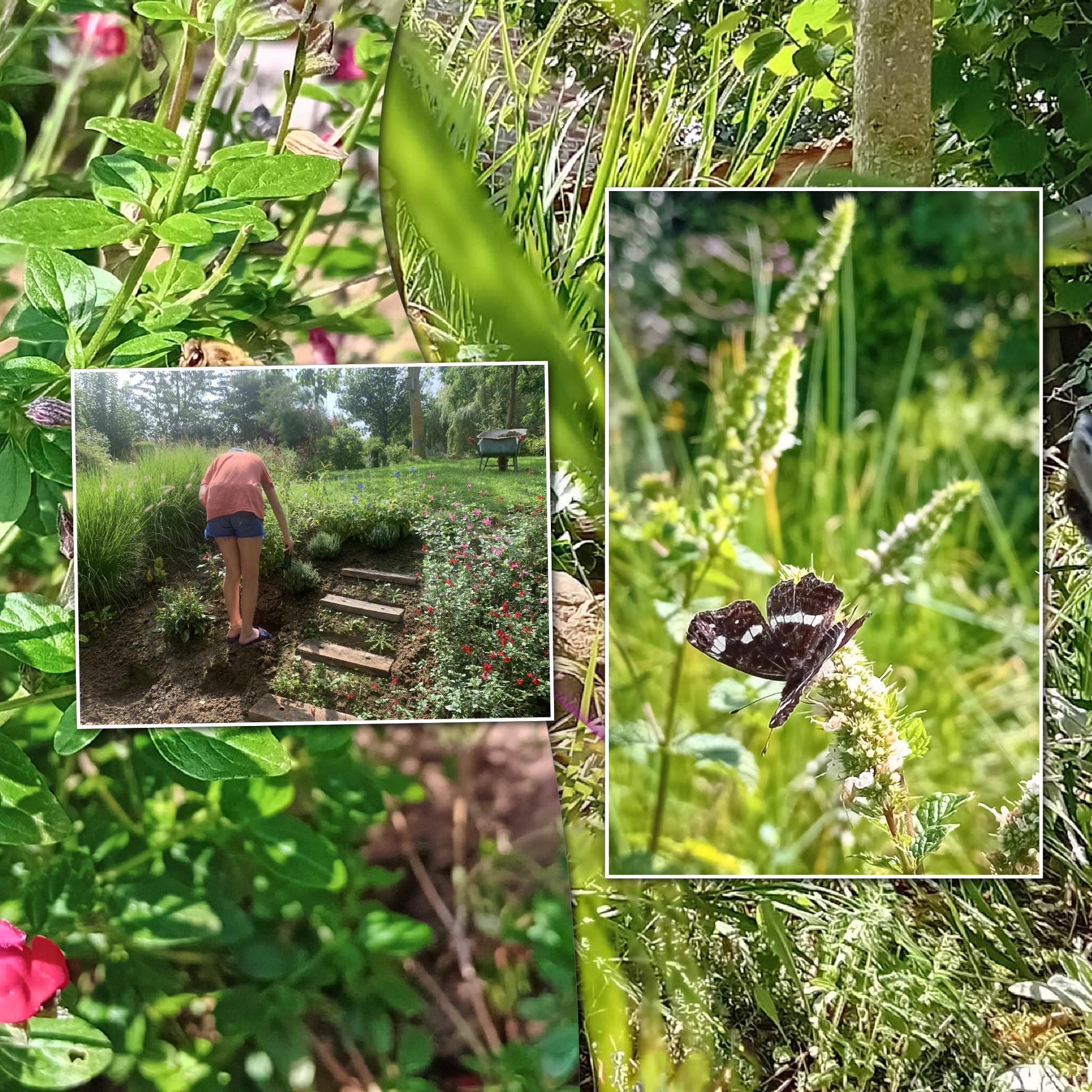 papillon.jpg | Forum Le monde du Scrap