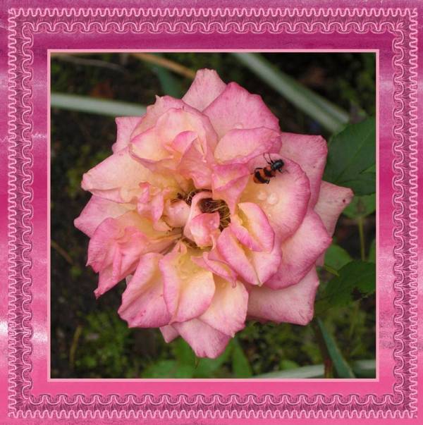 Pyrocore | Forum Le monde du Scrap